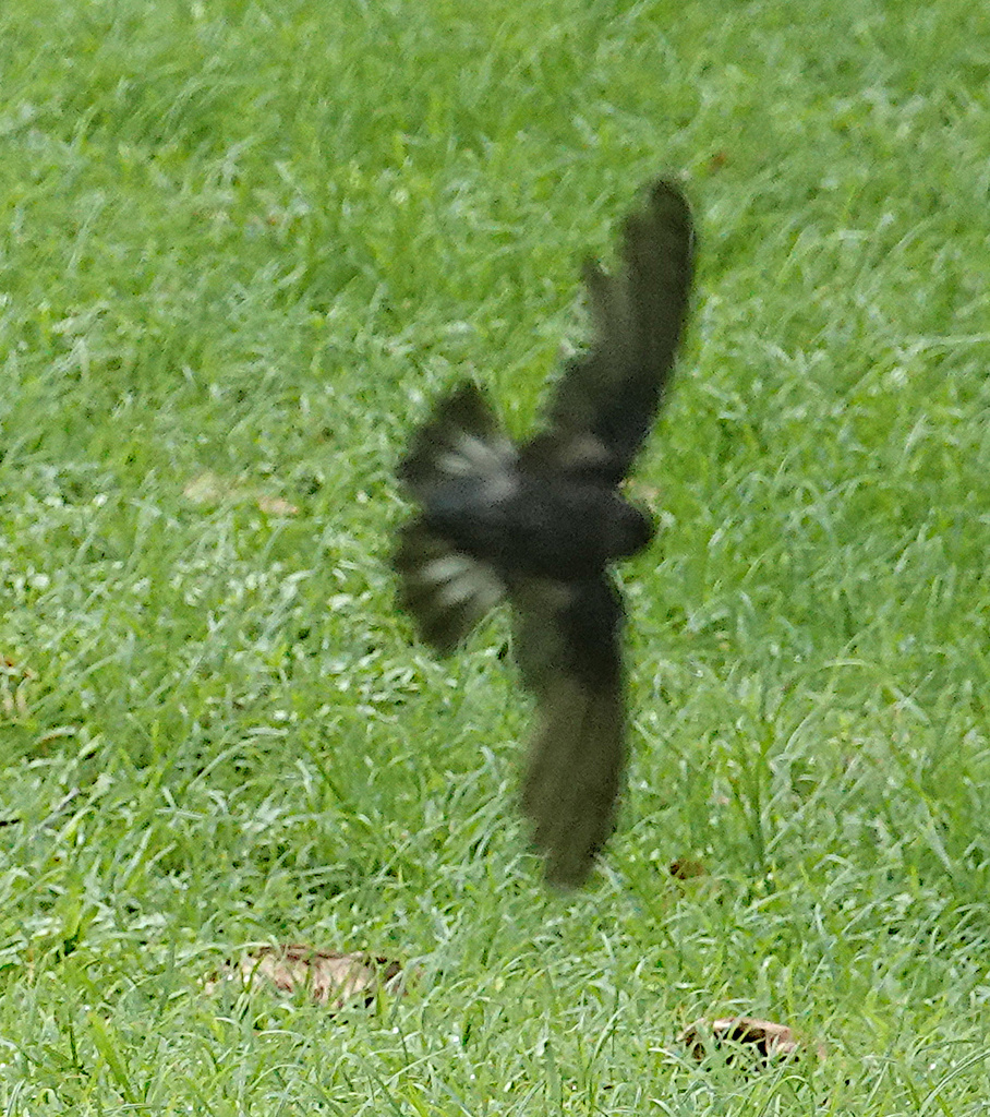 Christmas Island Swiftlet from Flying Fish Cove Shire of Christmas ...