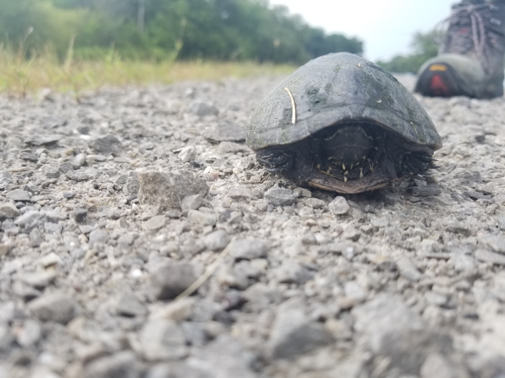 Eastern Musk Turtle in July 2019 by Matt Lecompte · iNaturalist