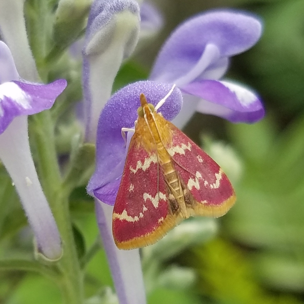 Raspberry Pyrausta Moth (Moths and Butterflies at Meadowside Nature ...