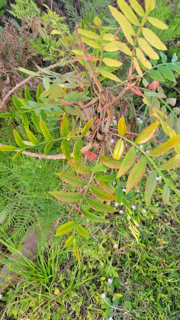 shining sumac from South Venice, FL, USA on January 1, 2025 at 05:38 PM ...