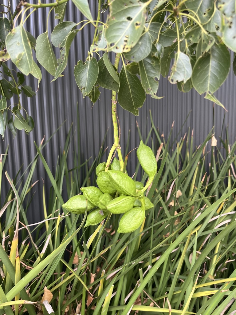 kurrajong (Brachychiton populneus) - Botanical Realm