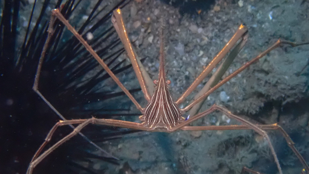 Yellowline Arrow Crab from Blue Heron Bridge - Riviera Beach, FL, USA ...