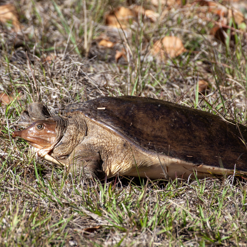 Florida Softshell Turtle from Everglades National Park, Florida, USA on ...