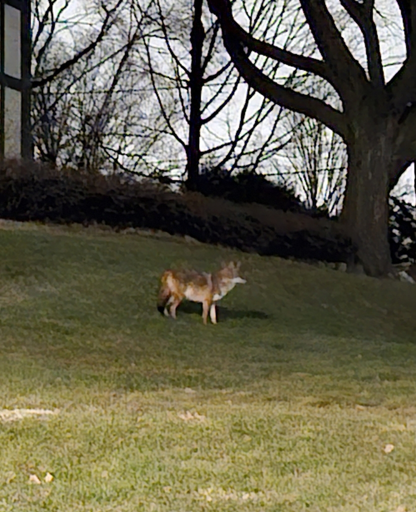 Coyote from Washington Highlands, Wauwatosa, WI, USA on January 1, 2025 ...