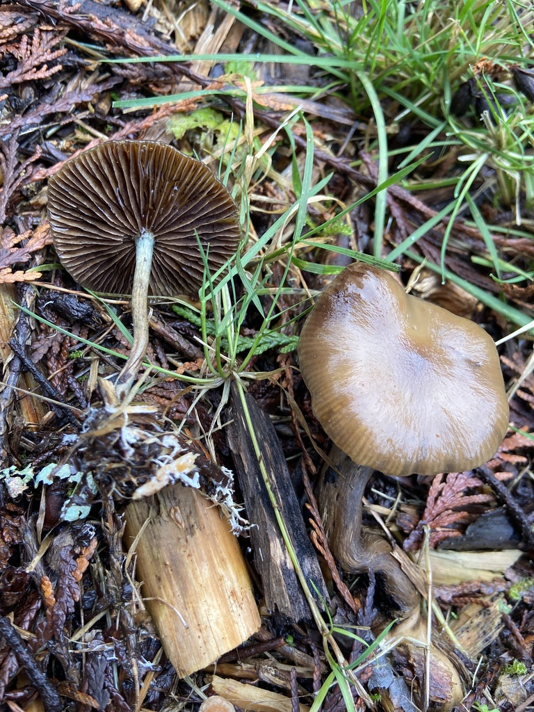 Wavy Cap in December 2024 by Andrea Wuenschel · iNaturalist