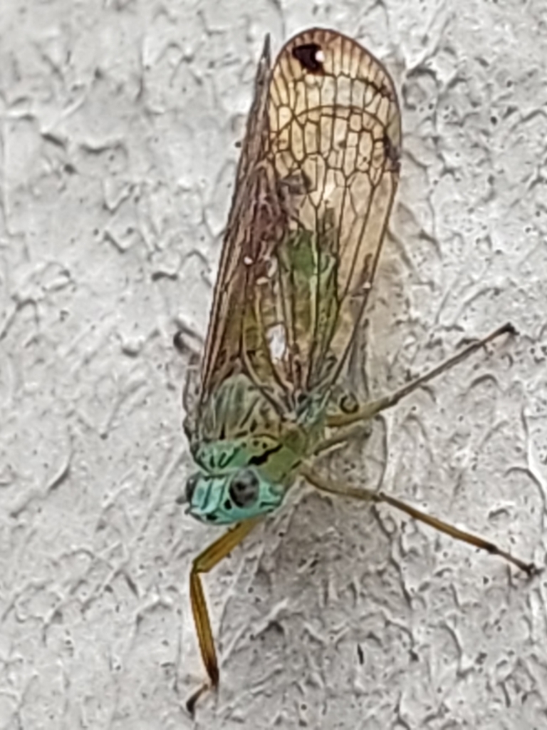 palm planthopper from Sydney NSW 2000, Australia on January 2, 2025 at ...