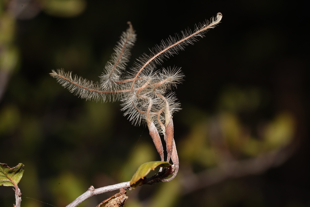 smooth mountain mahogany from Cleveland National Forest, Alpine, CA, US ...