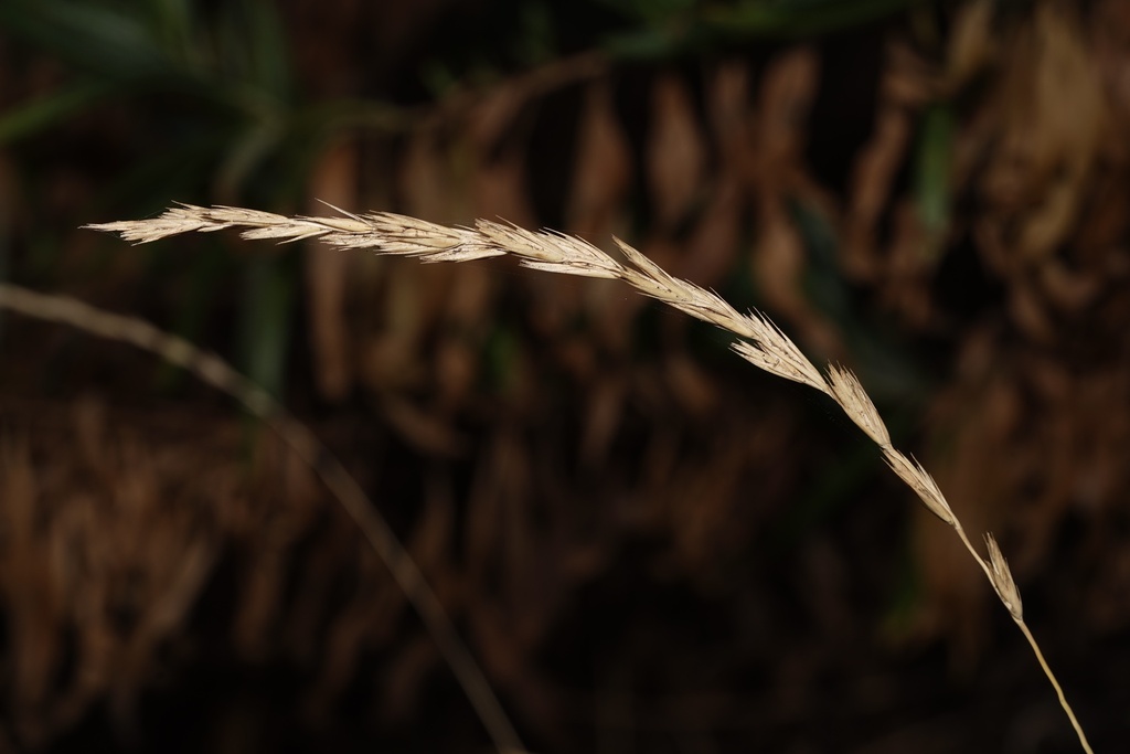 Creeping wild rye from Los Peñasquitos Canyon Preserve, San Diego, CA ...