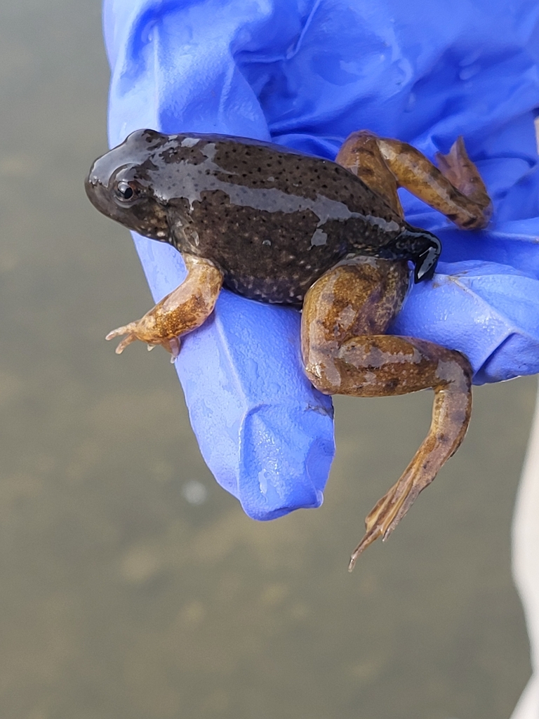 American Bullfrog from Abbotsford, BC V2S 7T6, Canada on December 31 ...