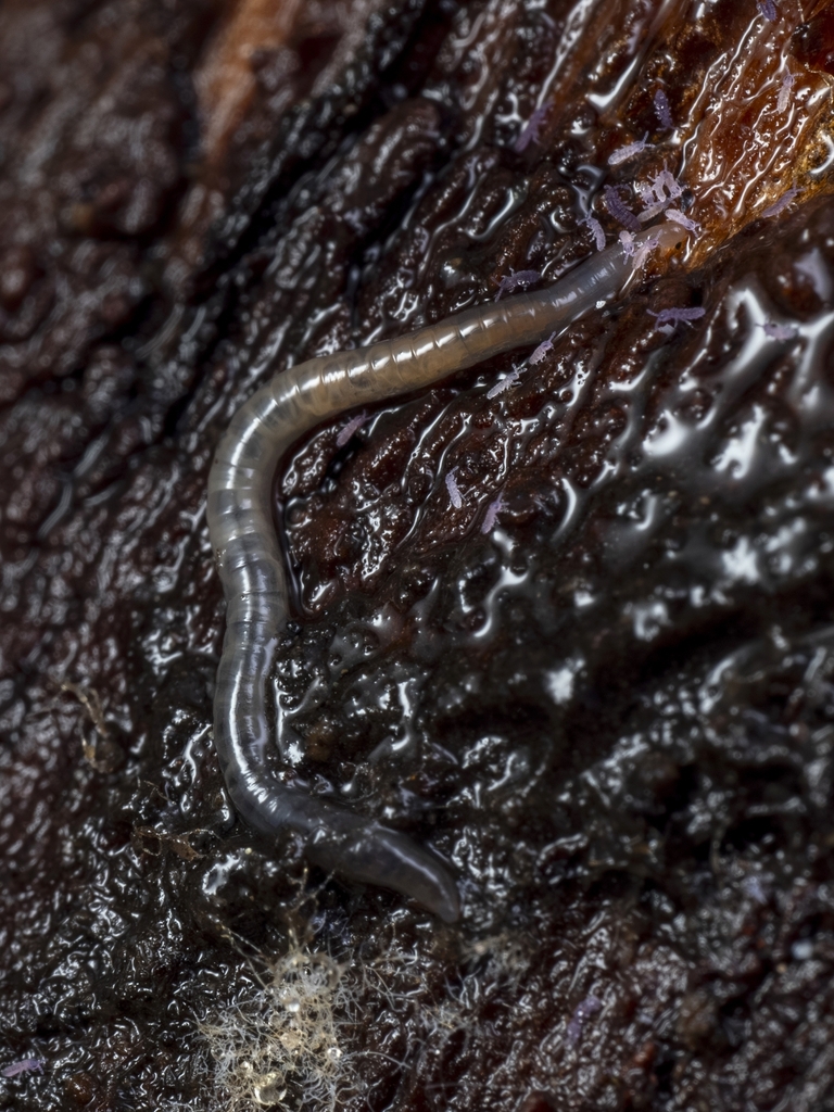 Potworms from Sehome, Bellingham, WA, USA on January 1, 2025 at 02:42 ...