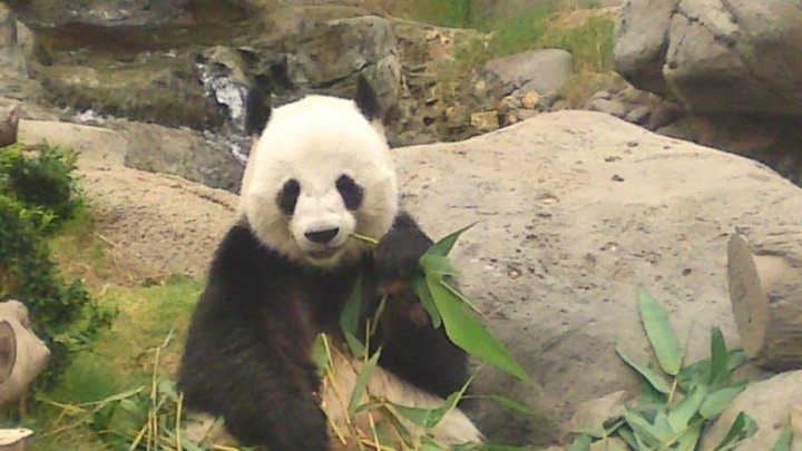 Giant Panda in May 2011 by Gi Mi. They are in the Ocean Park · iNaturalist
