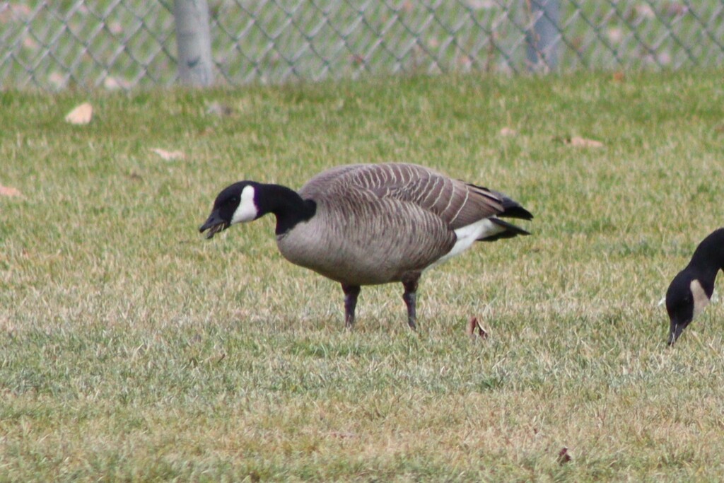 Taverner's Cackling Goose from Veterans Park, Boise, ID, USA on ...