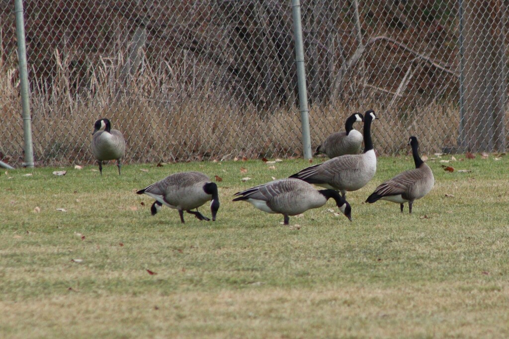Canada Goose from Veterans Park, Boise, ID, USA on December 24, 2024 at ...