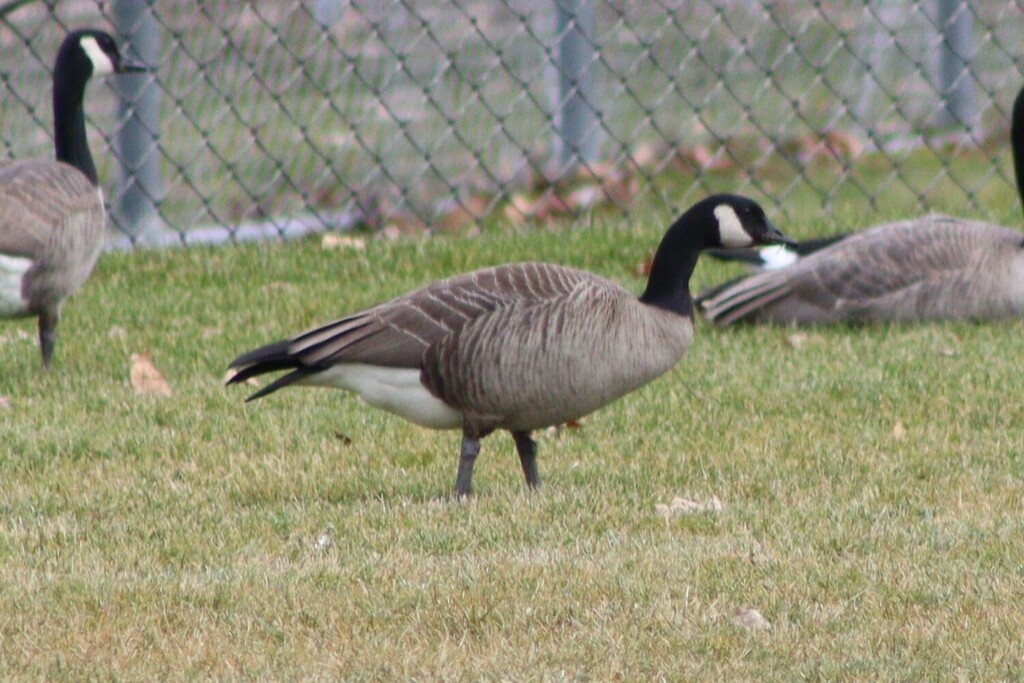 Canada Goose from Veterans Park, Boise, ID, USA on December 24, 2024 at ...