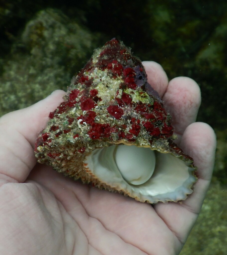 American Star Shell from Chill Island Beach, Coco Cay, The Bahamas on ...