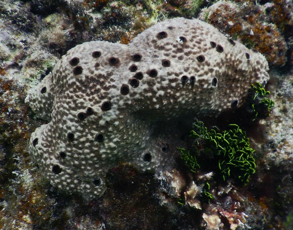 Stinker Sponge from Chill Island Beach, Coco Cay, The Bahamas on ...
