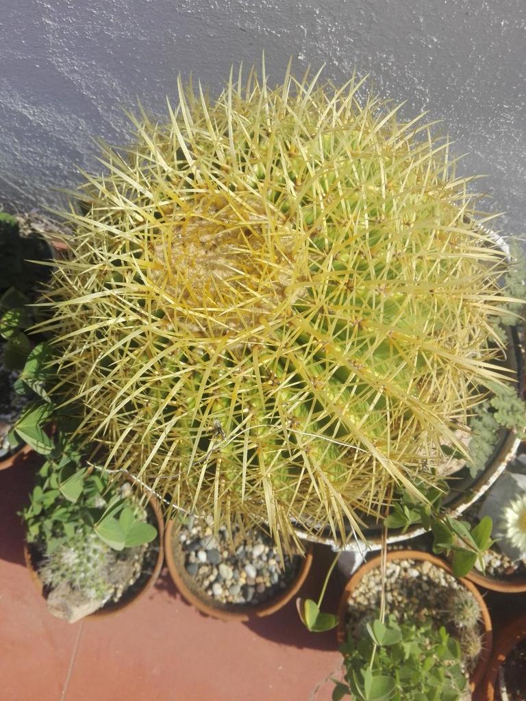 golden barrel cactus from Irapuato, Gto., México on July 19, 2019 at 12 ...