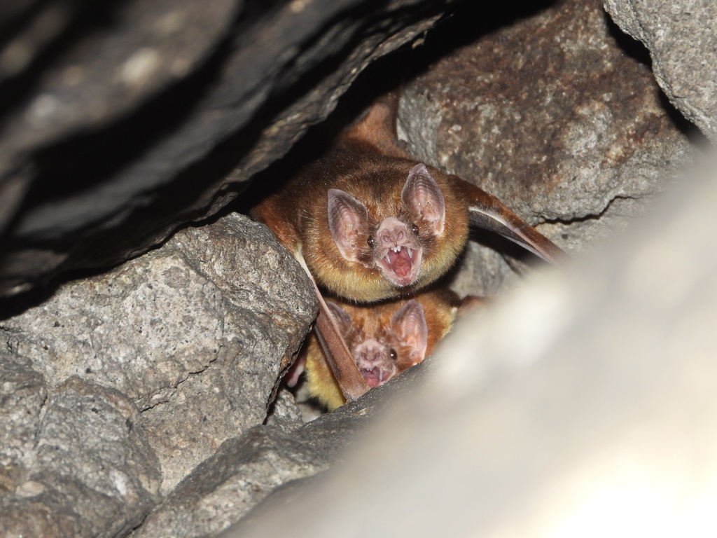 Common Vampire Bat from VGFV+F5V, Cajamarca 06000, Perú on October 16 ...