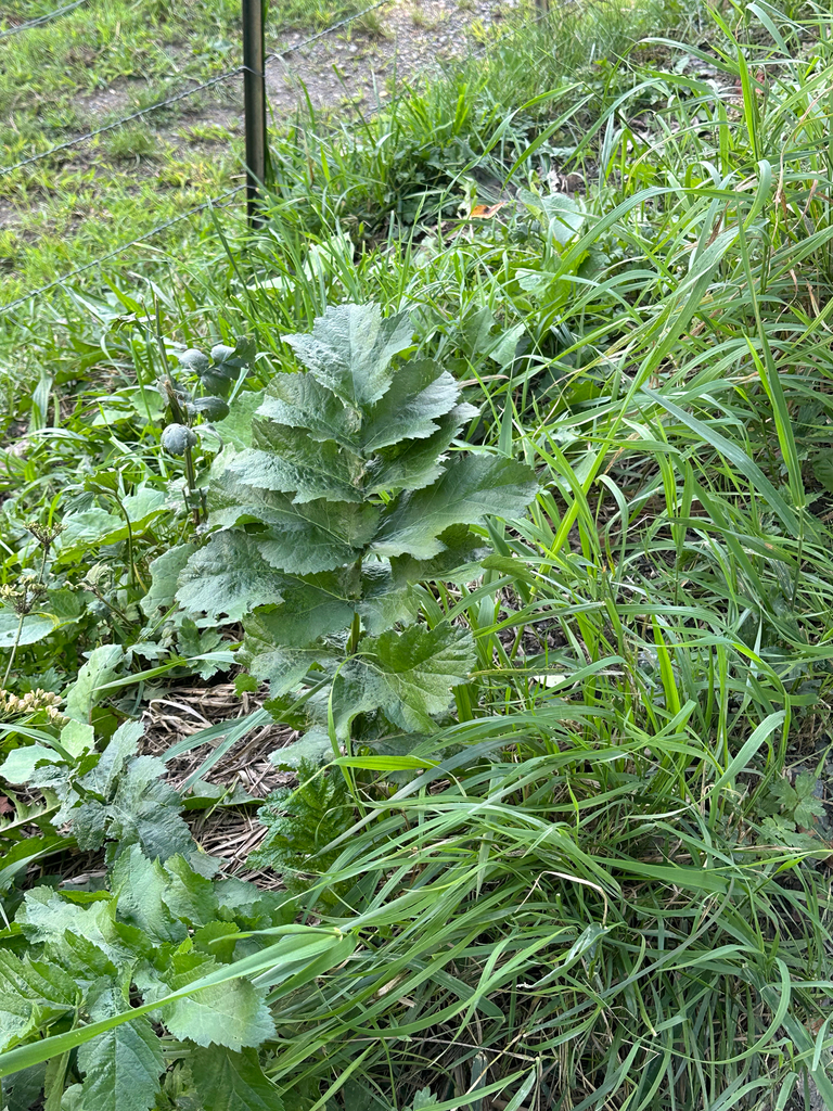wild parsnip from Watauga County, US-NC, US on August 18, 2024 at 05:04 ...