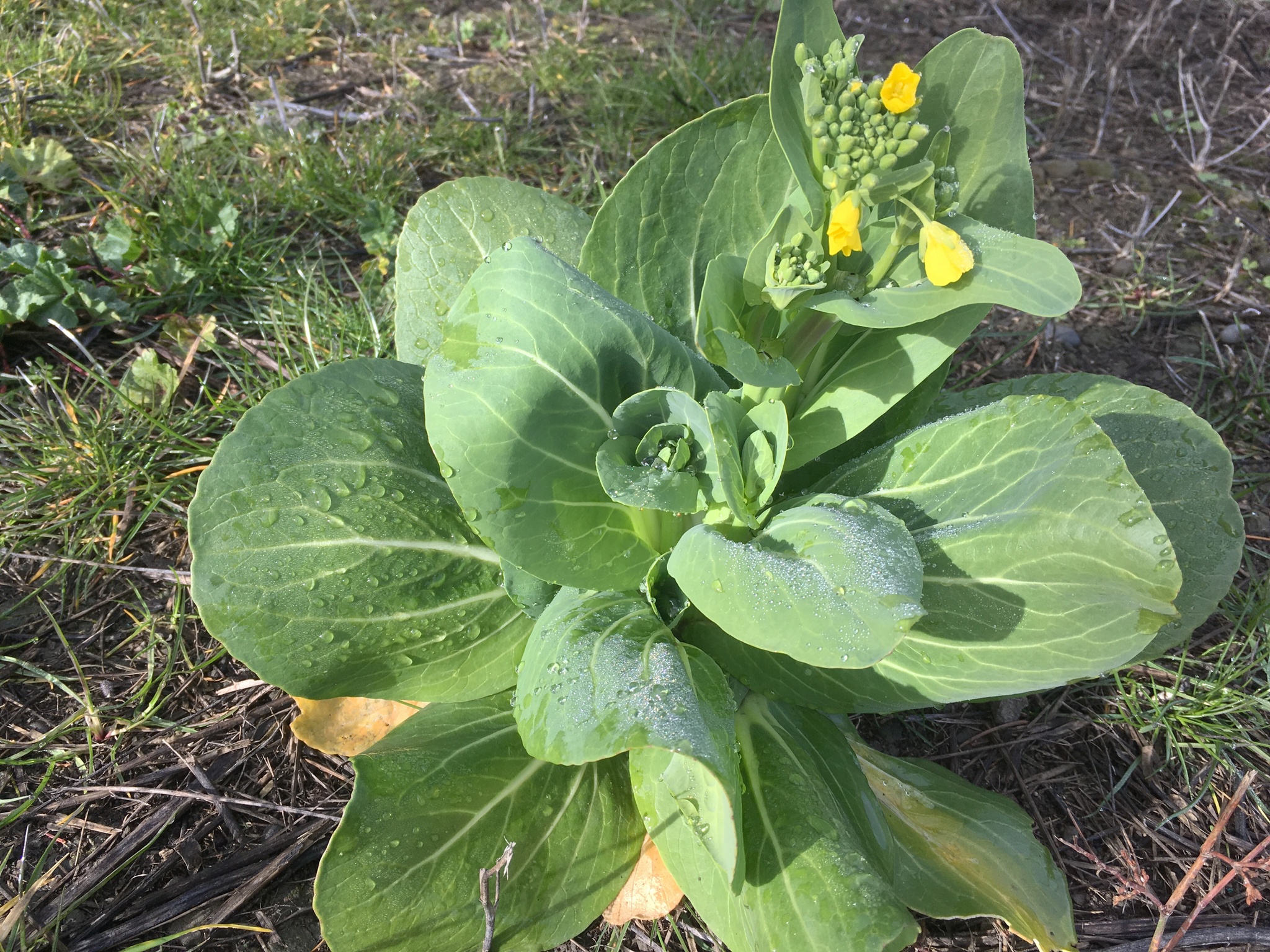 Brassica rapa subsp. chinensis (L.) Hanelt