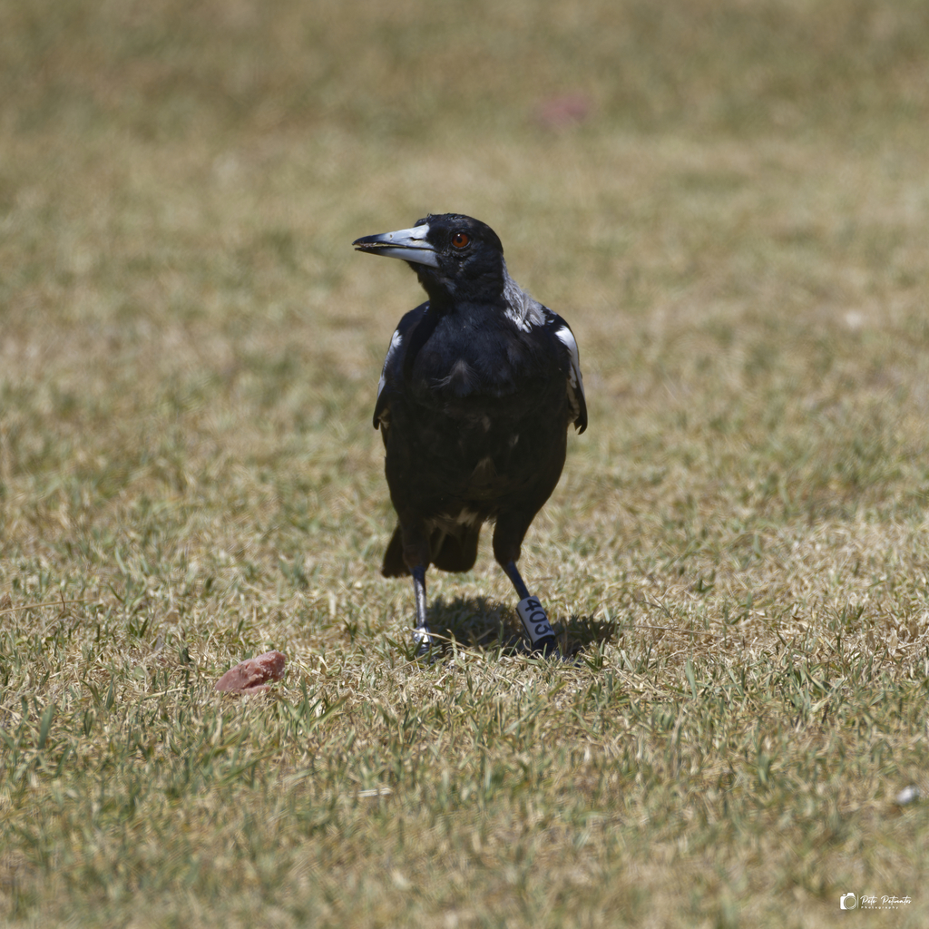 Australian Magpie from Melbourne VIC, Australia on January 2, 2025 at ...