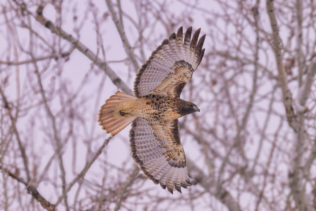 Red-tailed Hawk from Lake County, MT, USA on January 1, 2025 at 01:06 ...