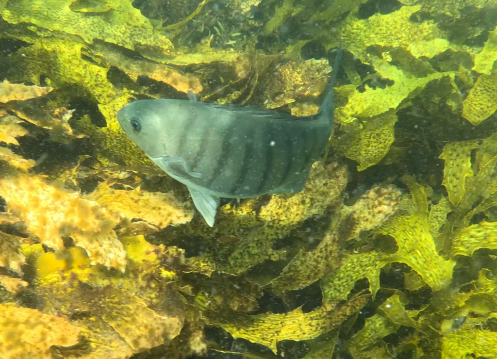 Luderick from Cabbage Tree Bay, Australia on January 1, 2025 by ...