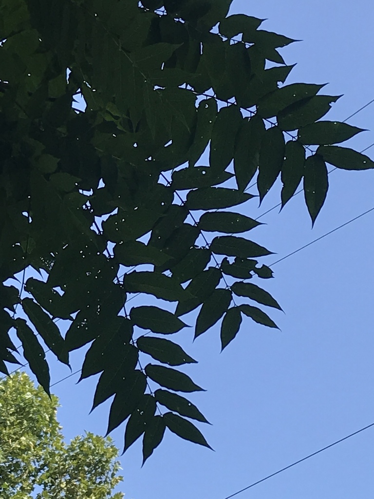 tree-of-heaven from 208 Main St, Bethlehem, PA, US on July 25, 2019 at ...