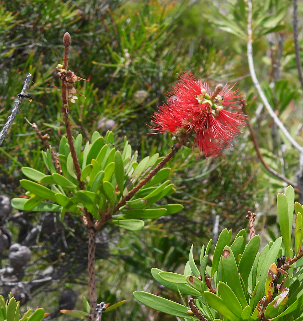 Wallum Bottlebrush from Emu Mountain, Coolum Beach QLD, Australia on ...