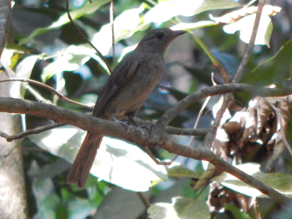 Screaming Piha (Remanzo) · iNaturalist