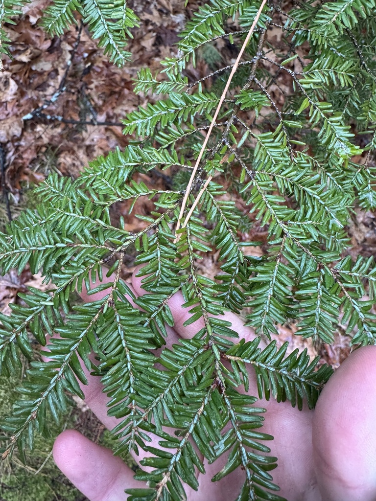 eastern hemlock in January 2025 by Orrin S. · iNaturalist
