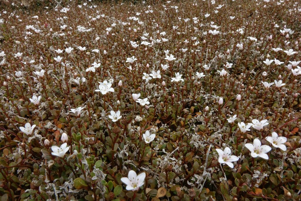 Samolus repens repens from Aramoana 9082, New Zealand on January 02 ...