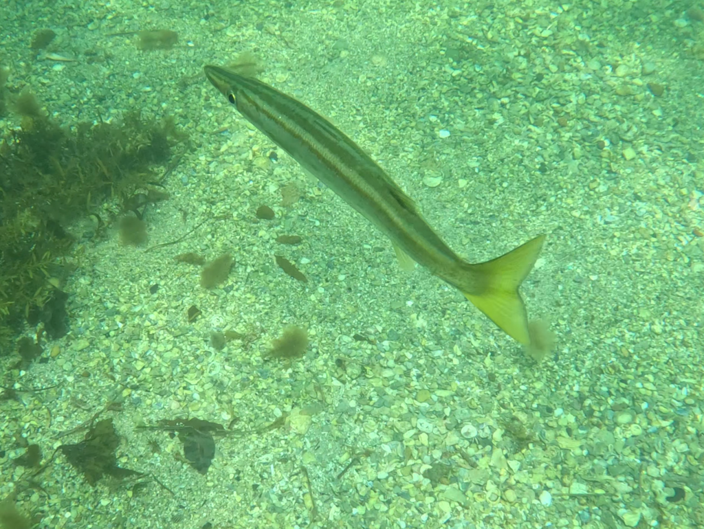 Striped Barracuda from Cabbage Tree Bay, Australia on January 01, 2025 ...