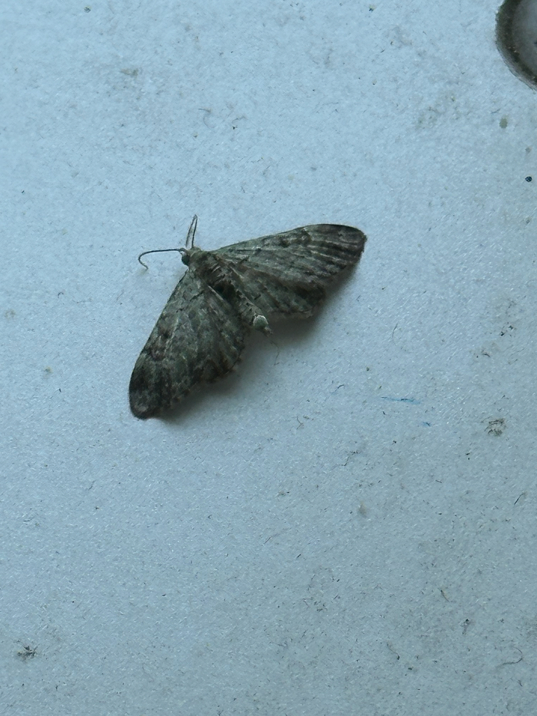 Green Pug in June 2024 by Robert Levy · iNaturalist