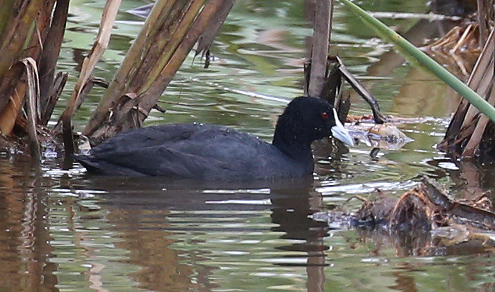 Australasian Coot from Maffra VIC 3860, Australia on January 2, 2025 at ...