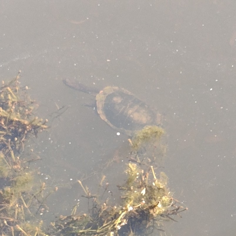 Eastern Snake-necked Turtle from Boronia VIC 3155, Australia on January ...
