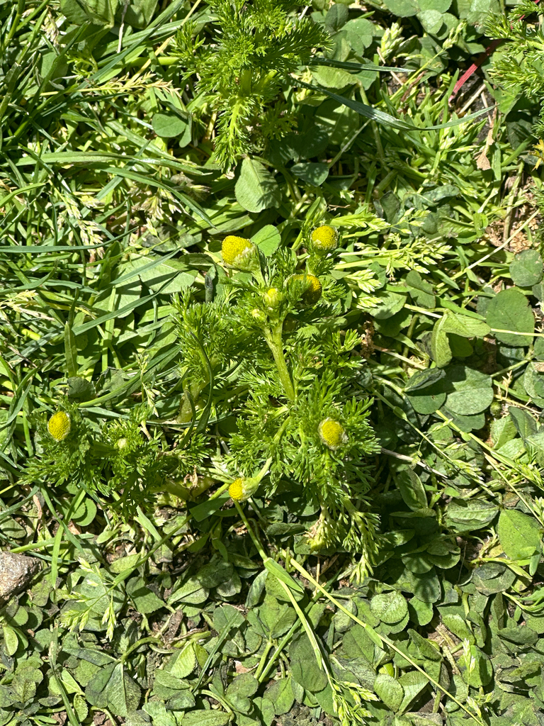 pineapple-weed in May 2024 by Robert Levy · iNaturalist
