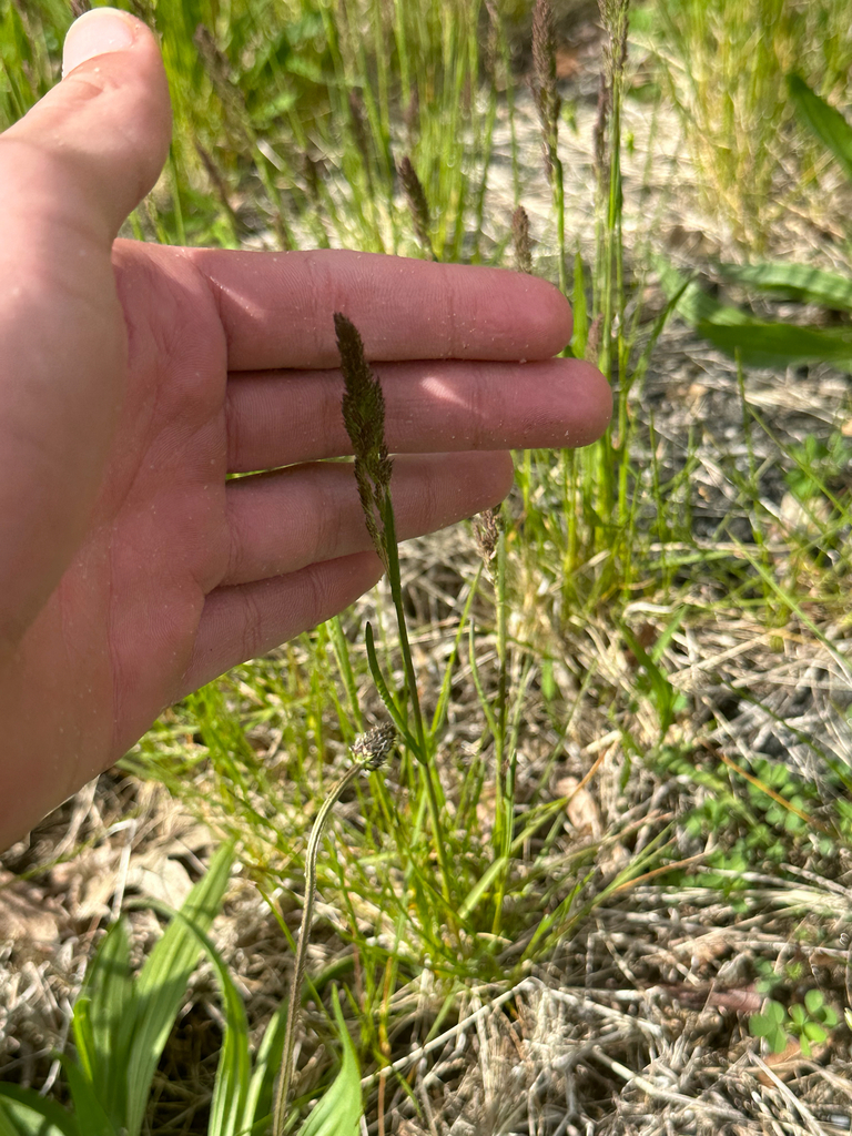 Smooth Meadow-grass in April 2024 by Robert Levy · iNaturalist