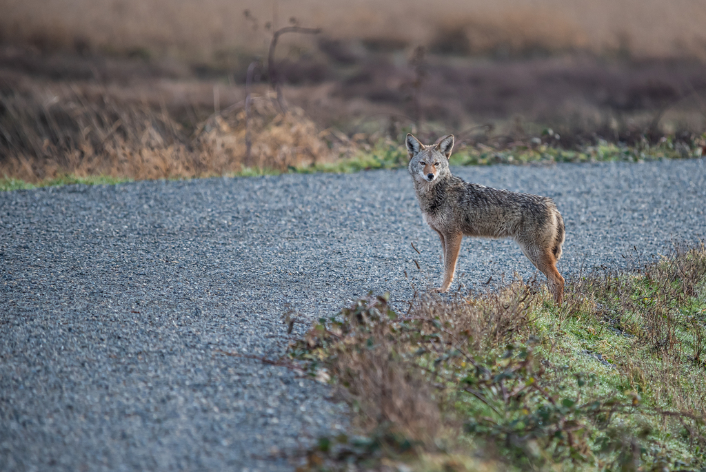 Coyote from Thurston County, WA, USA on January 15, 2022 at 11:32 AM by ...