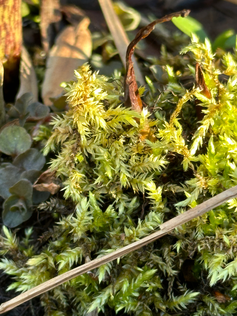 Streamside Leptodictyum Moss from Nassau County, US-NY, US on March 17 ...