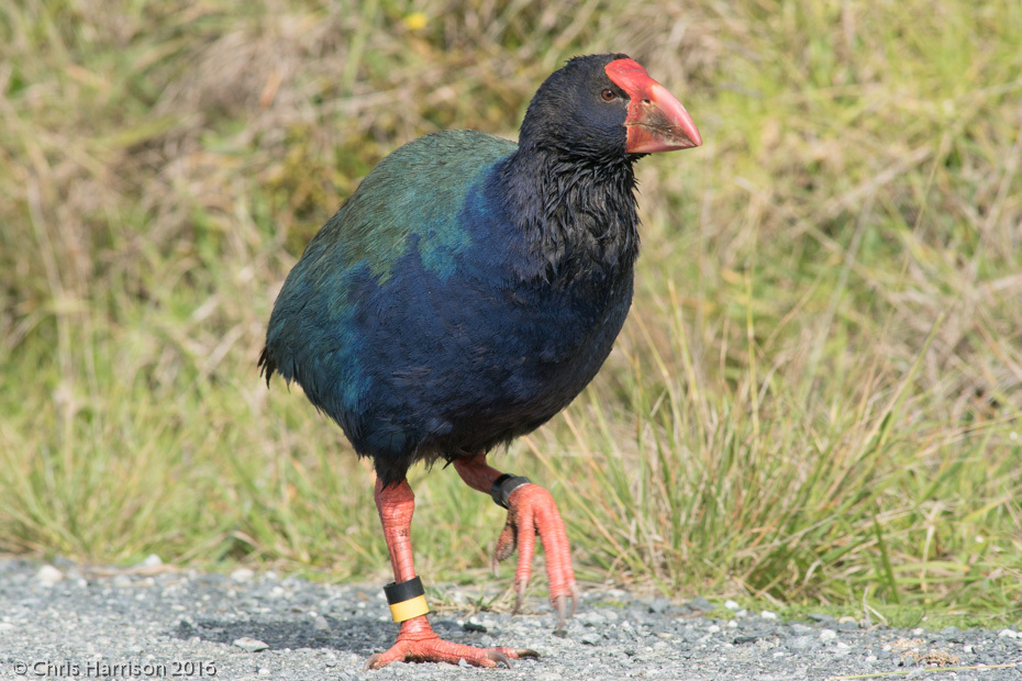 South Island Takahē (Threatened Species recorded in Waipa District, New ...