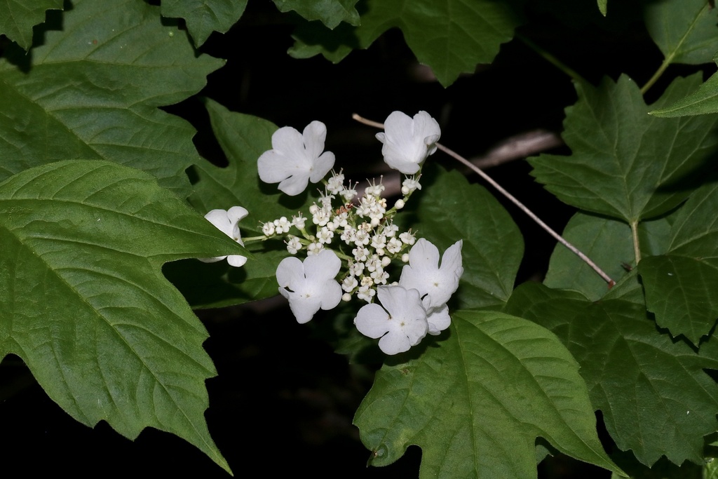 guelder-rose from Wolseley No. 155, SK, CA on June 15, 2024 at 06:36 PM ...