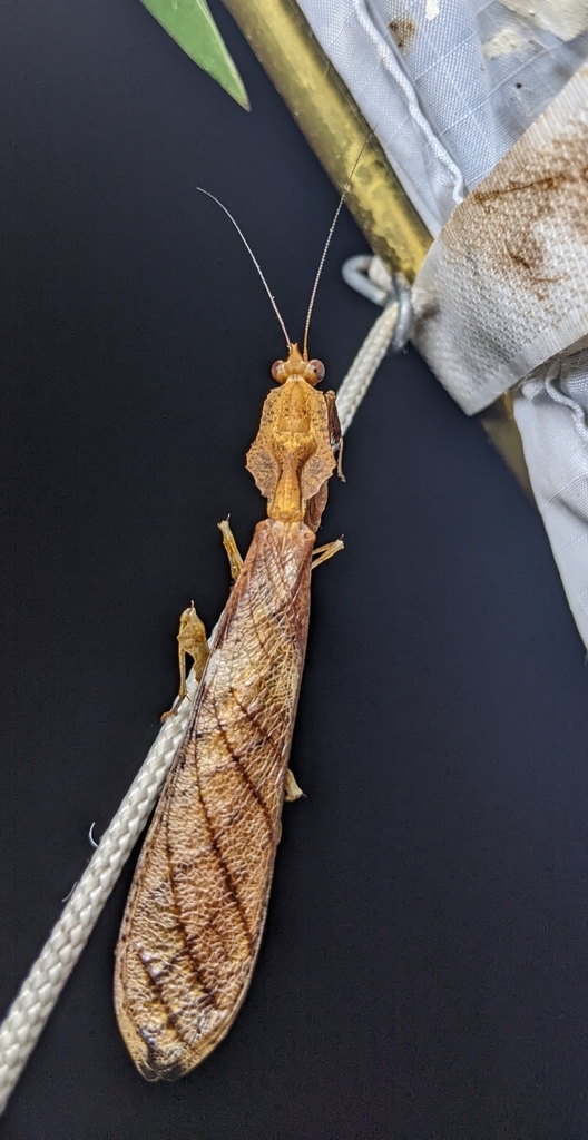 Parablepharis kuhlii from MCM Nature Discovery Villa on November 2 ...