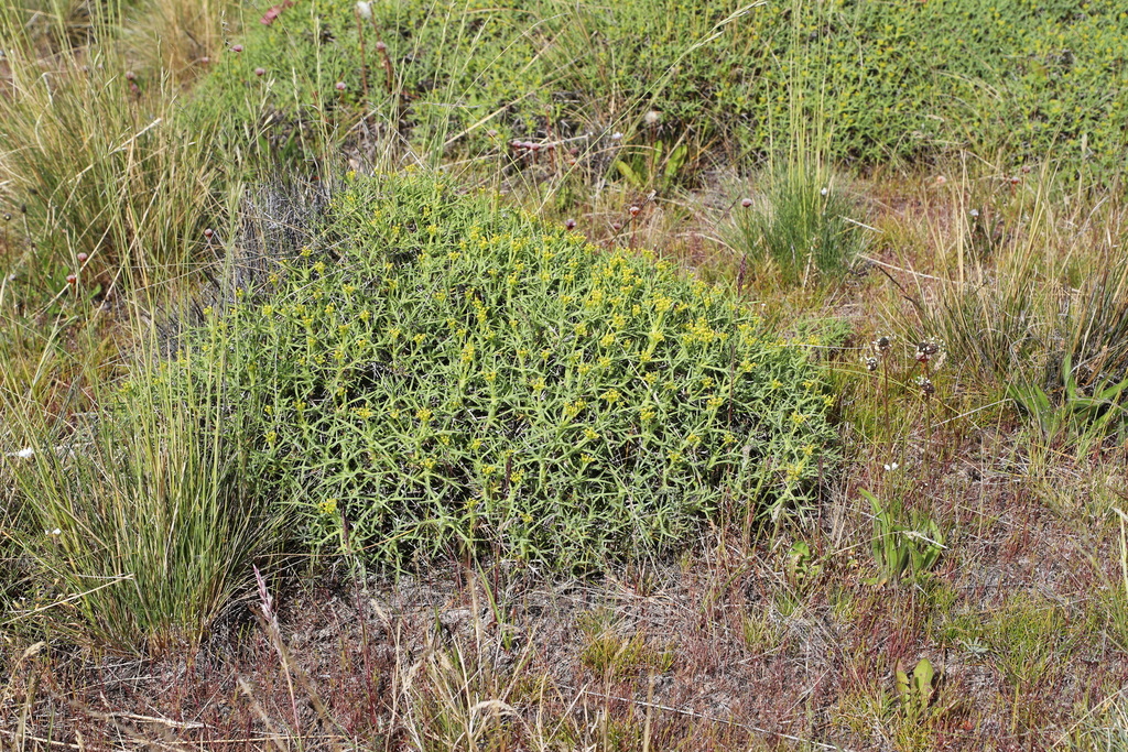 Azorella prolifera from Provinz Última Esperanza, Magallanes y de la ...