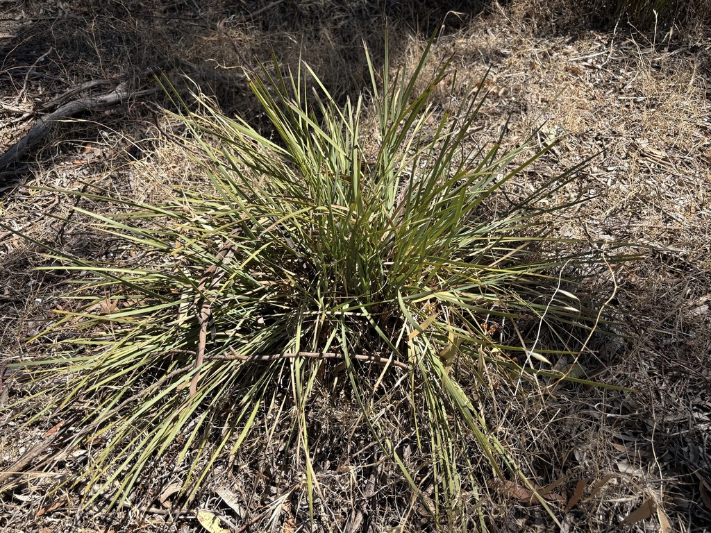 Scented Mat-rush from Keith SA 5267, Australia on January 2, 2025 at 03 ...