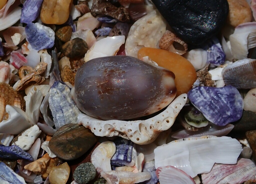 graceful cowrie from Emerald Beach NSW 2456, Australia on January 02 ...