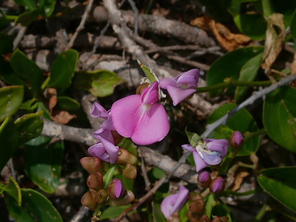 Beach Bean from Emerald Beach NSW 2456, Australia on January 02, 2025 ...