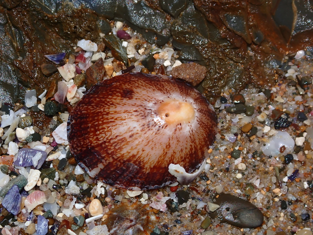 Variegated limpet from Arrawarra NSW 2456, Australia on January 02 ...