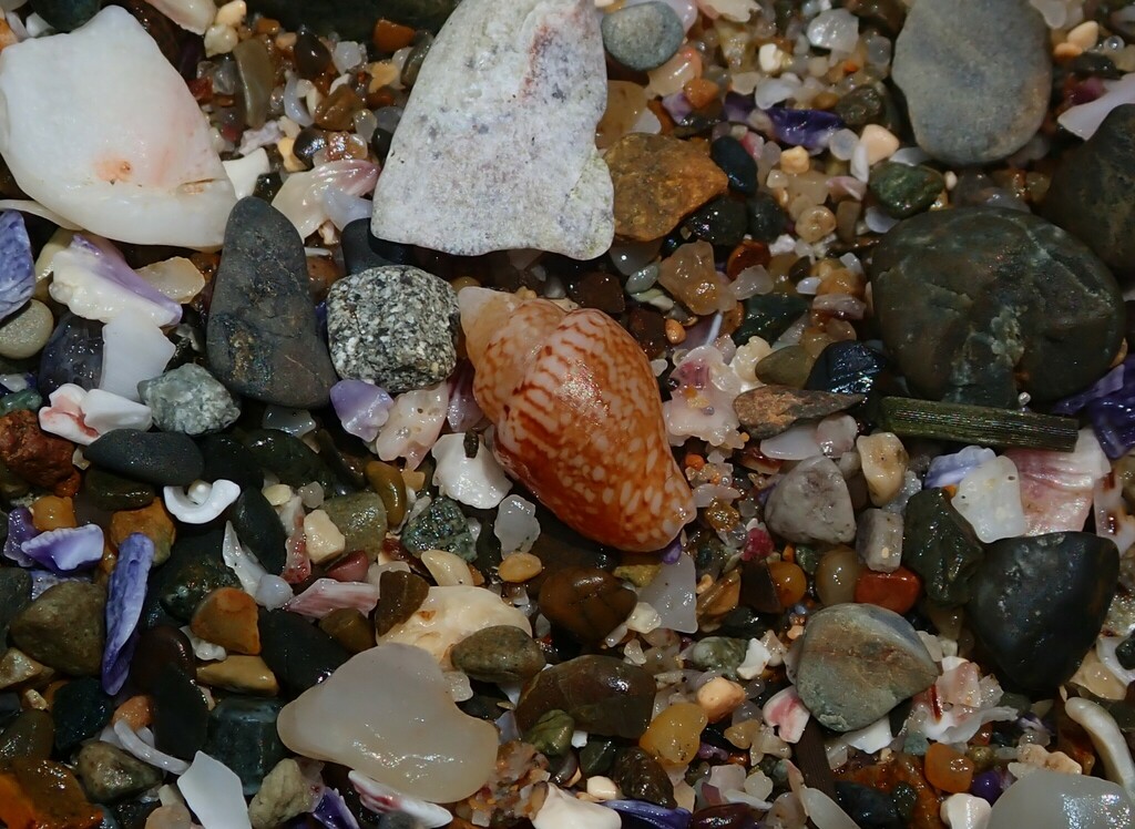 Dotted Dove Shell from Arrawarra NSW 2456, Australia on January 02 ...