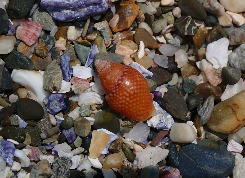 Tortoise Dove Shell from Arrawarra NSW 2456, Australia on January 02 ...